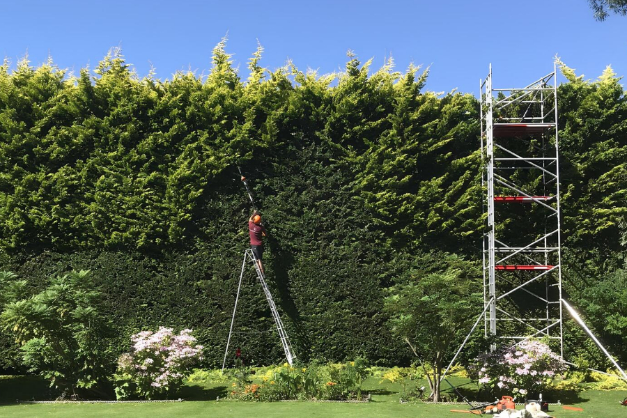 Hedge Trimming | Hedge Cutting – GARDENER SERVICE